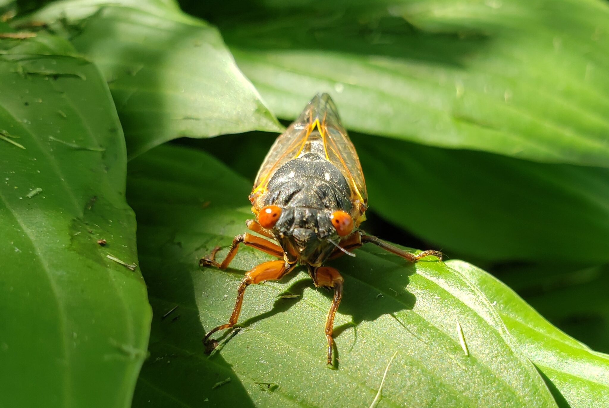 Cicada Mania: Historic cicada season brings buzz to the North Shore - The Record