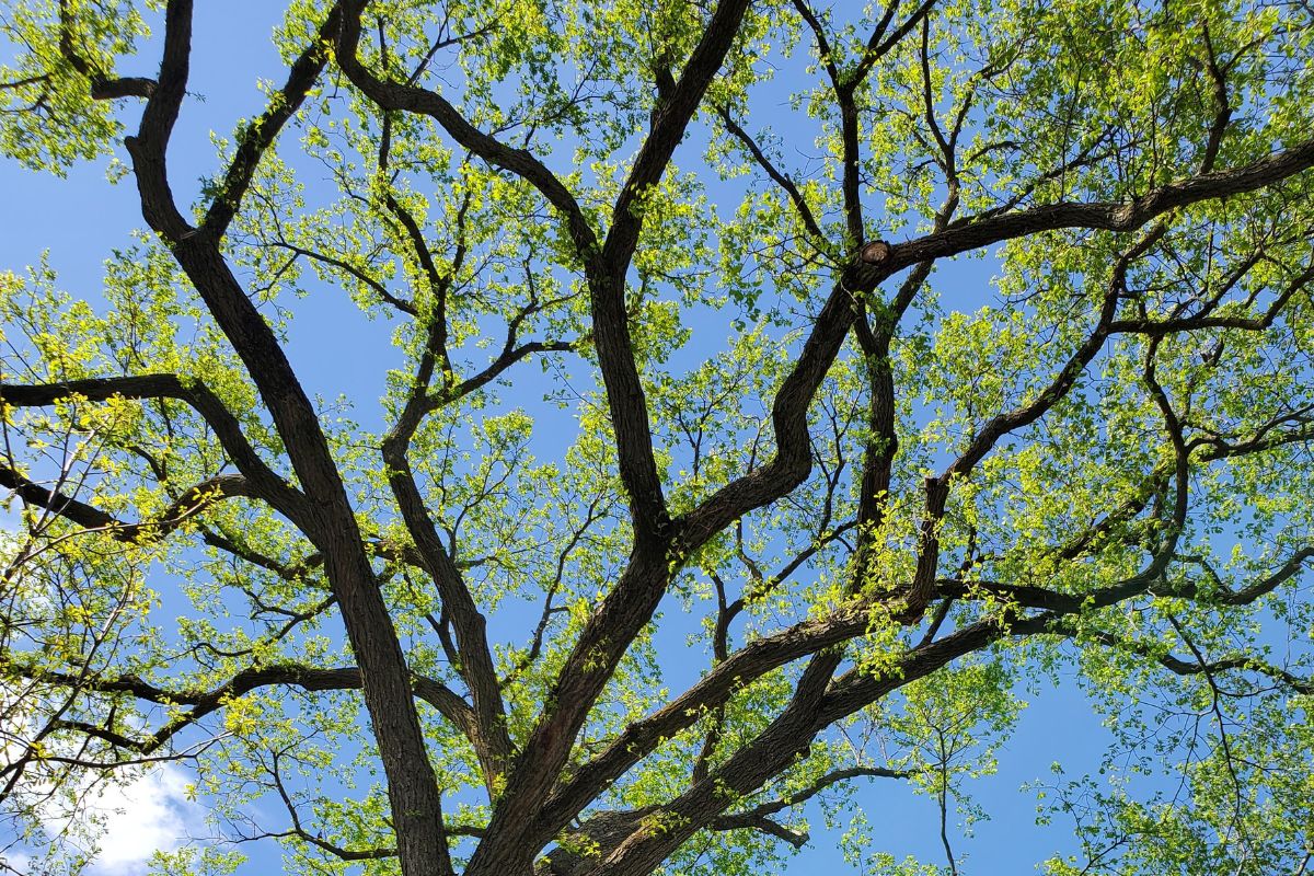 The North Shore vs. Dutch elm disease - The Record