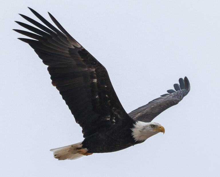 Special guests get bird's-eye view of couple's Gillson Park photoshoot ...