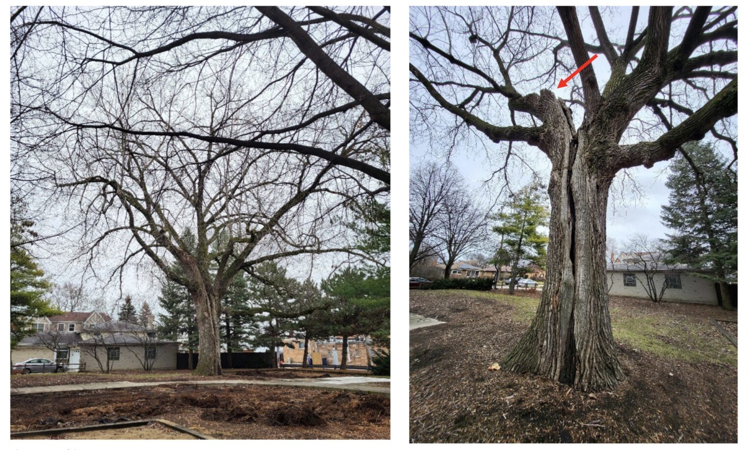 Skokie's tallest tree came down in 2024. Here's to the new canopy kings ...
